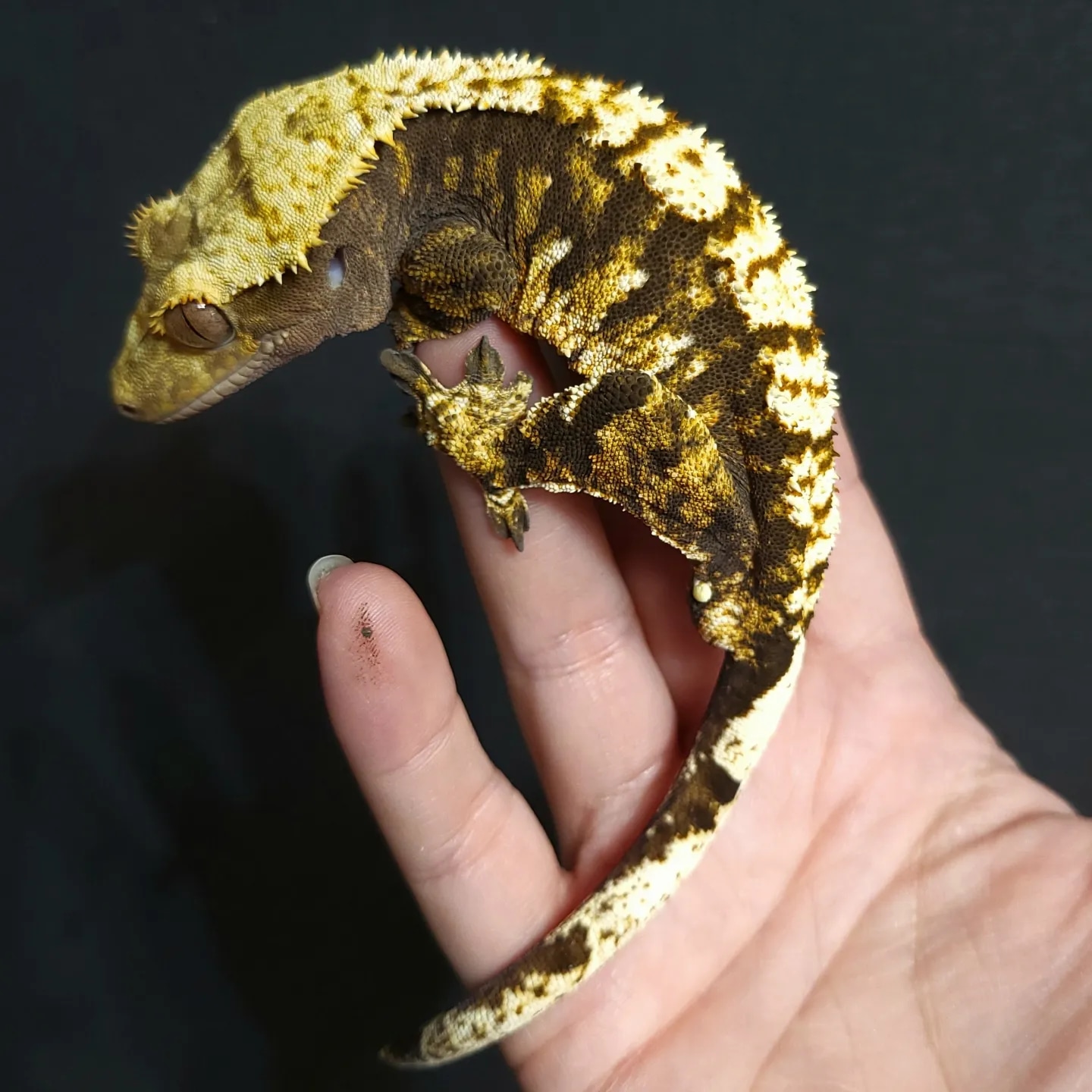 Gorgeous Tricolor Extreme Harlequin Crested Gecko by Dixie Reptiles ...