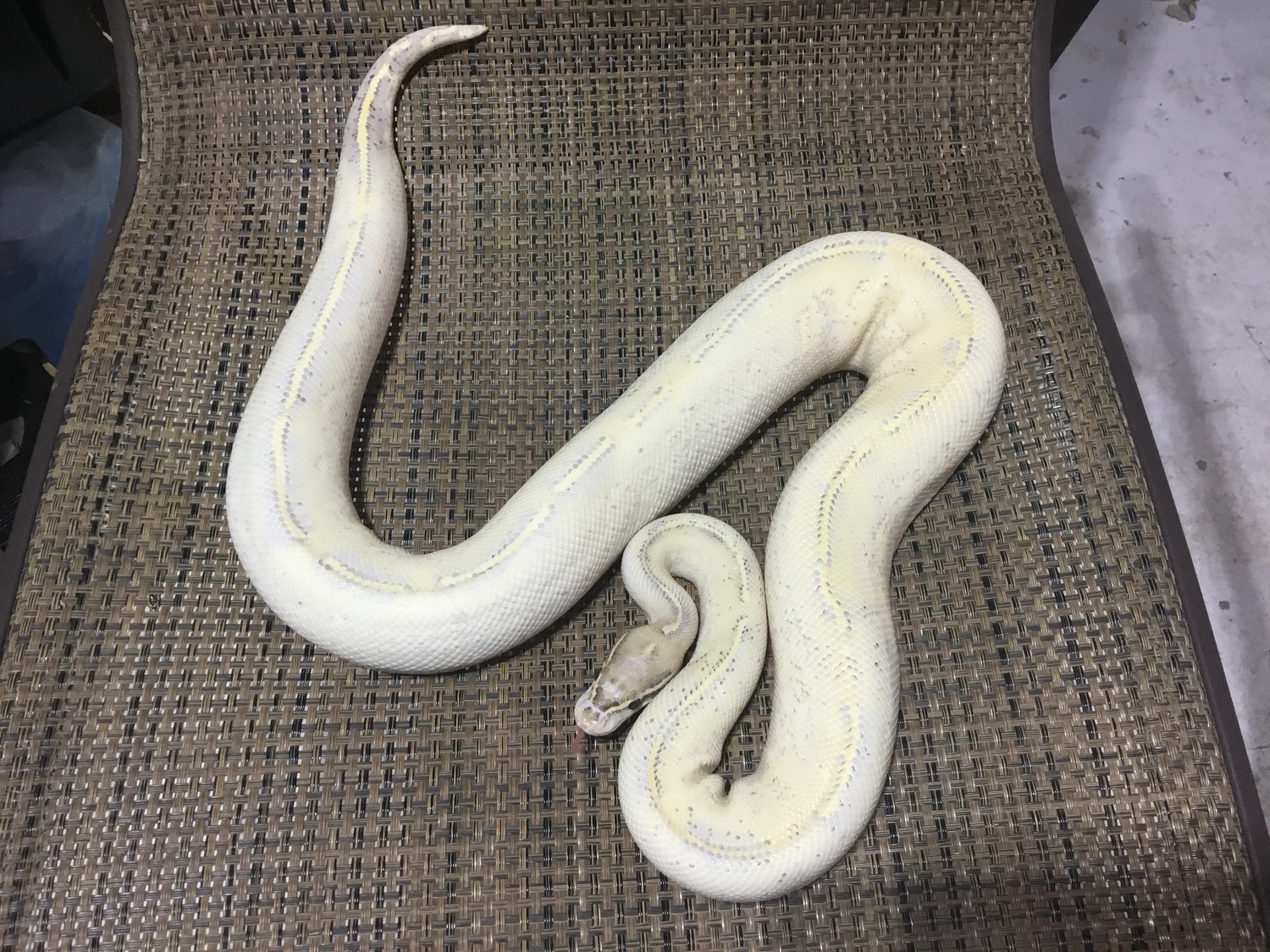 Highway Ball Python by Dixie Reptiles - MorphMarket