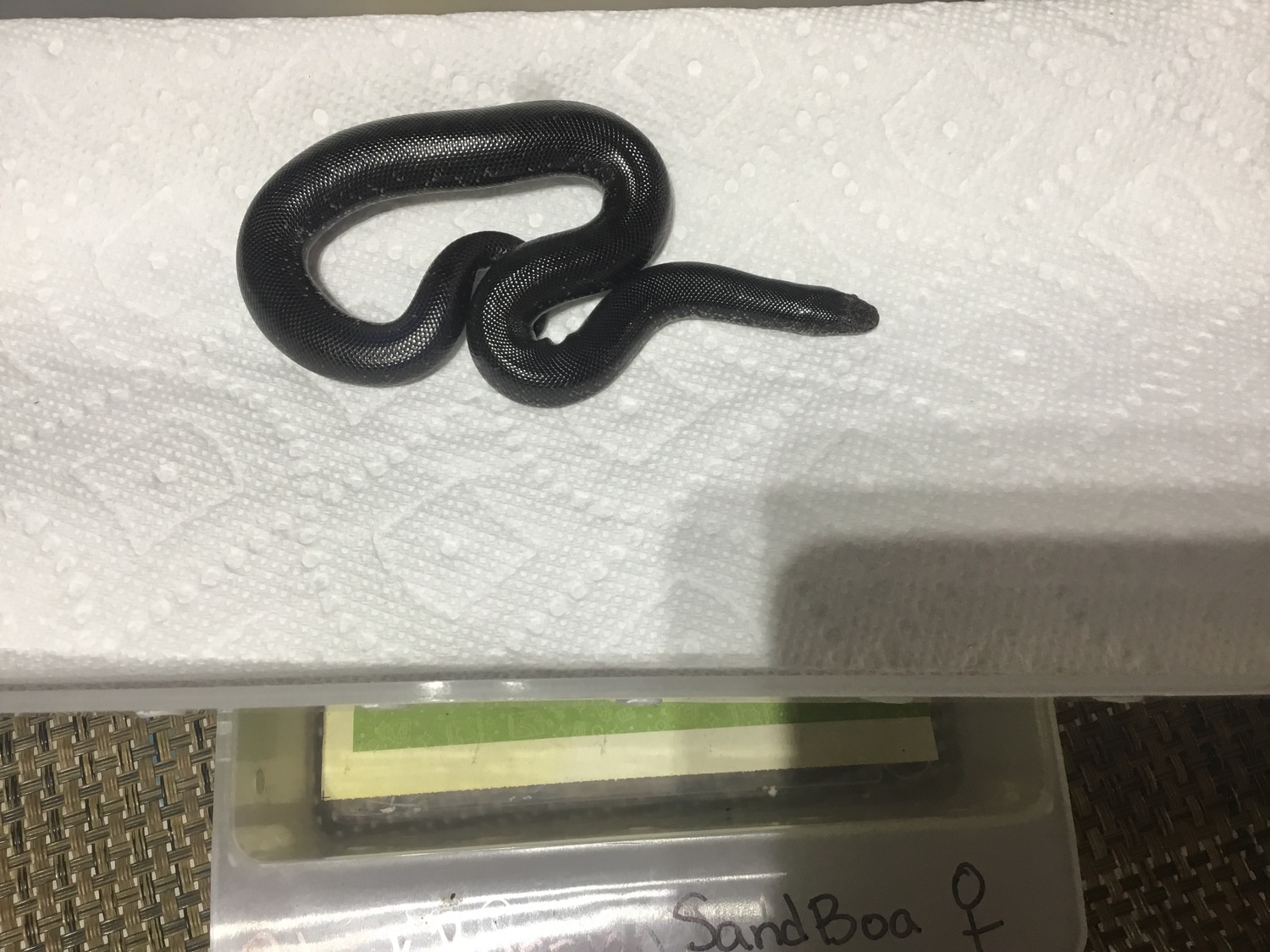 Russian Black Sand Boa Other Sand Boa by Dixie Reptiles - MorphMarket