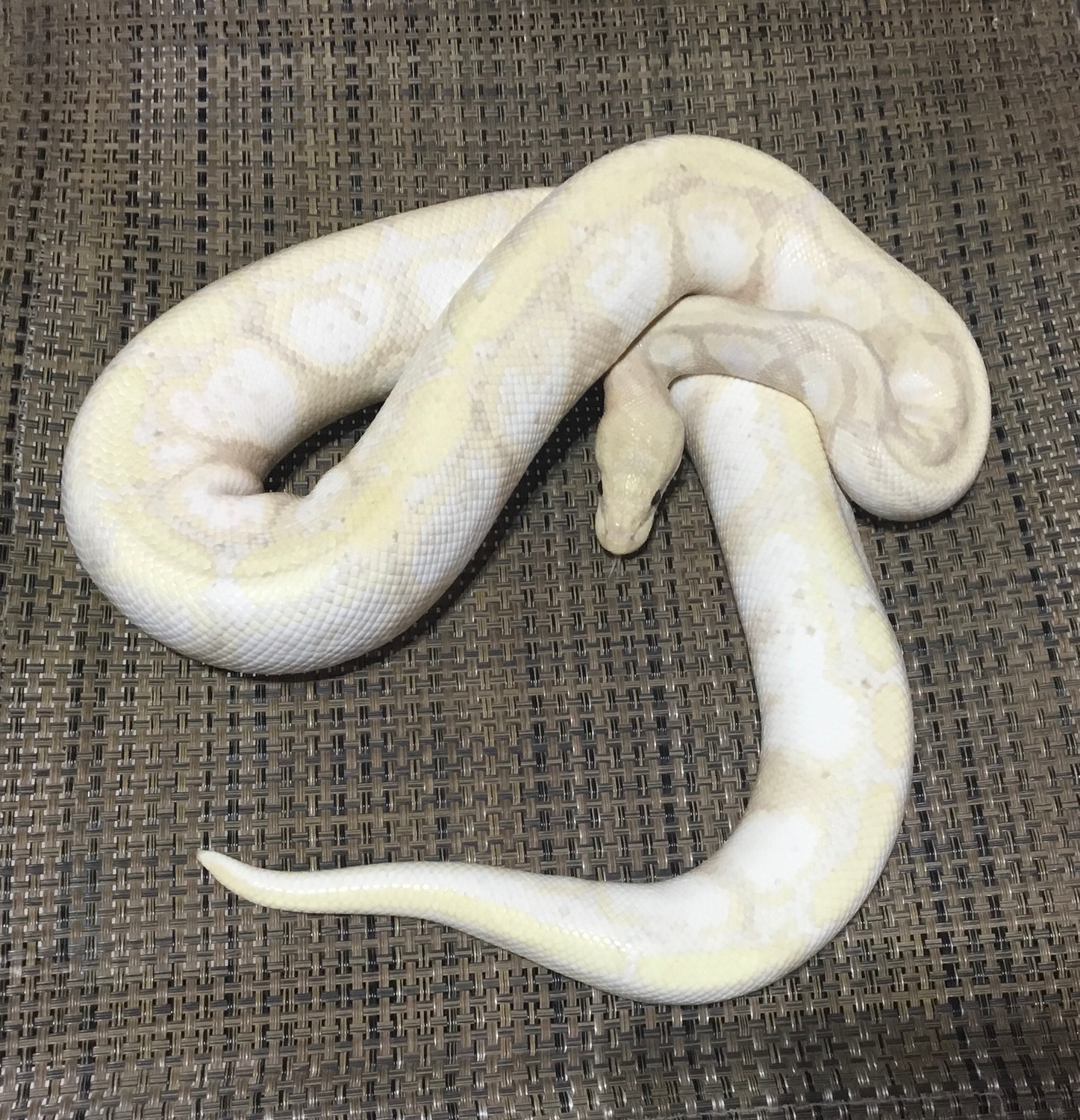 Super Banana Ball Python by Dixie Reptiles - MorphMarket