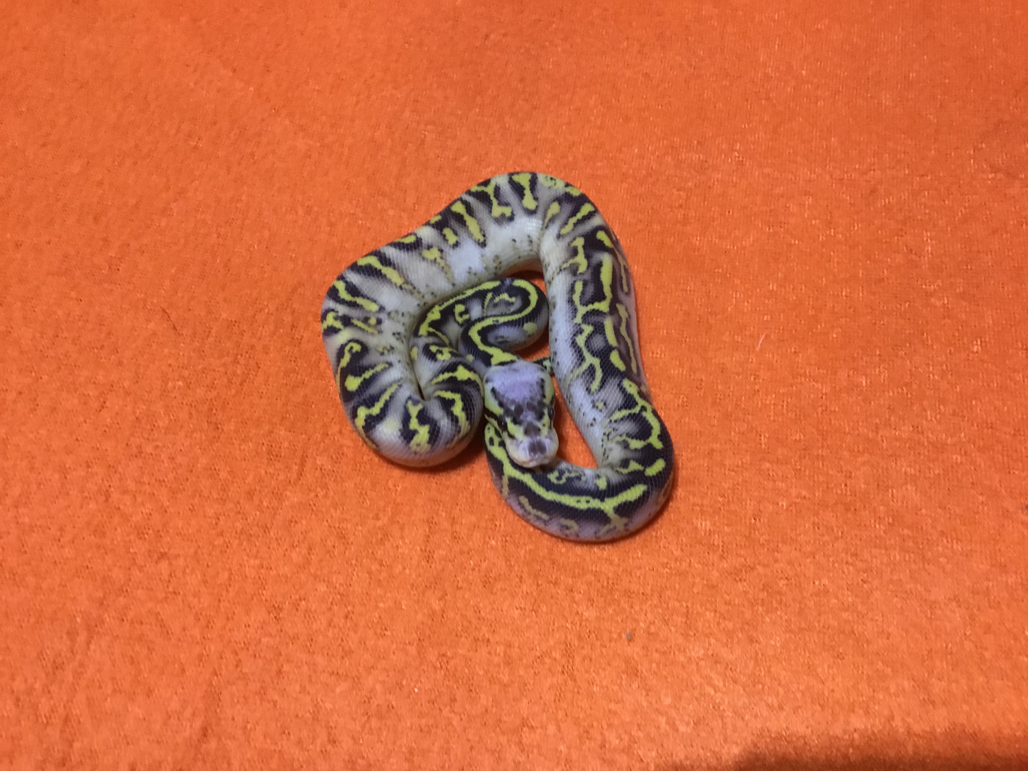 Pastel Super Gravel Ball Python by Dixie Reptiles - MorphMarket