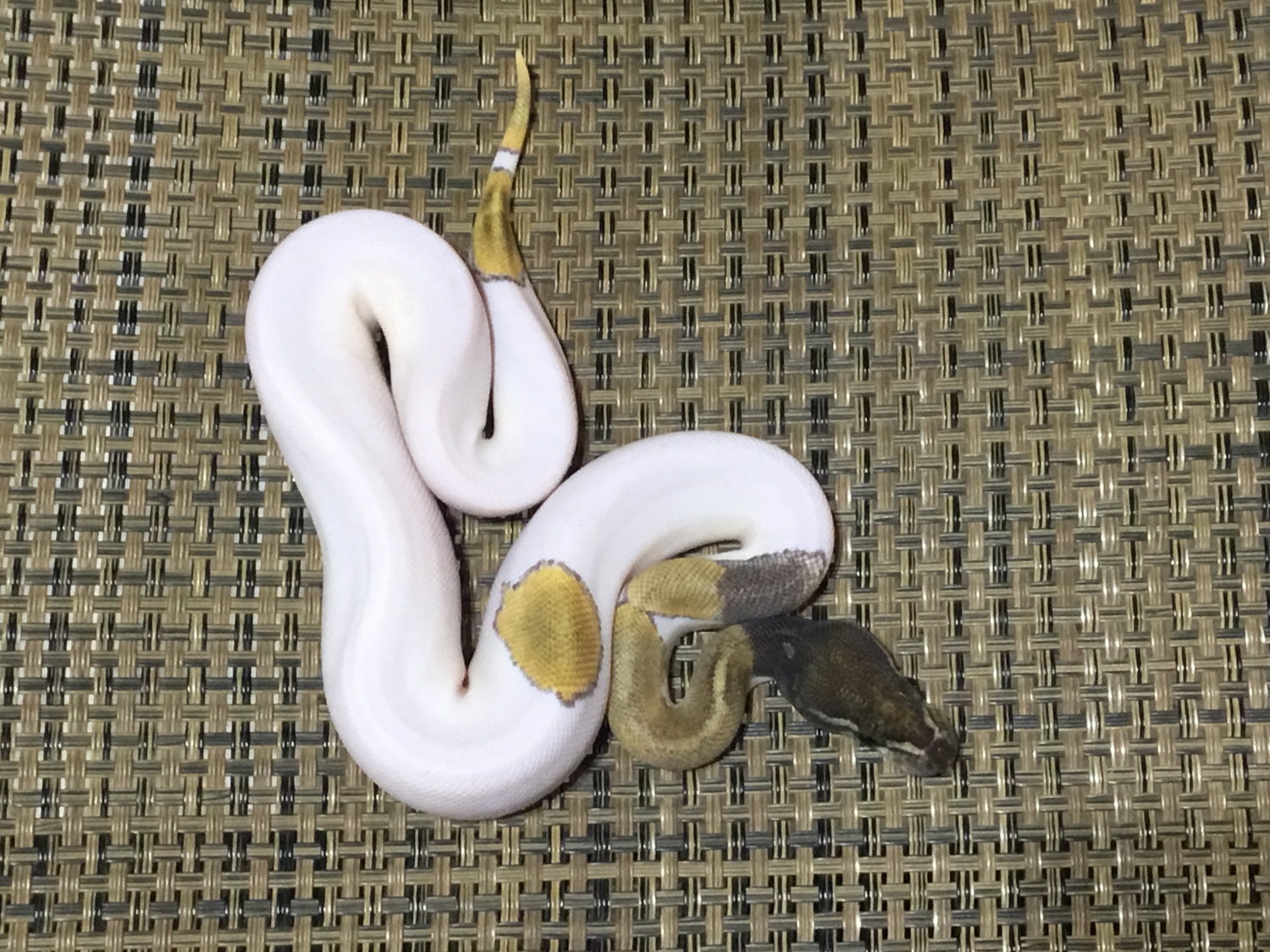 Mojave Pied Ball Python by Dixie Reptiles - MorphMarket