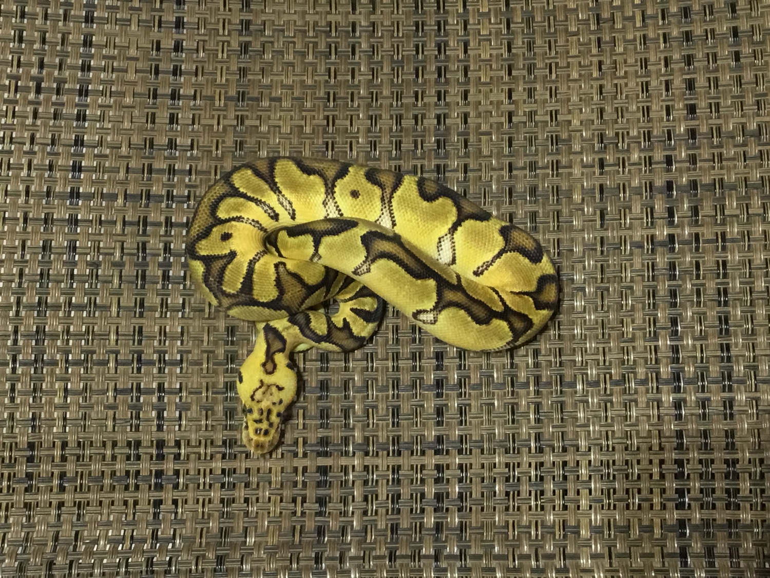 Pastel Enchi Clown Ball Python by Dixie Reptiles - MorphMarket