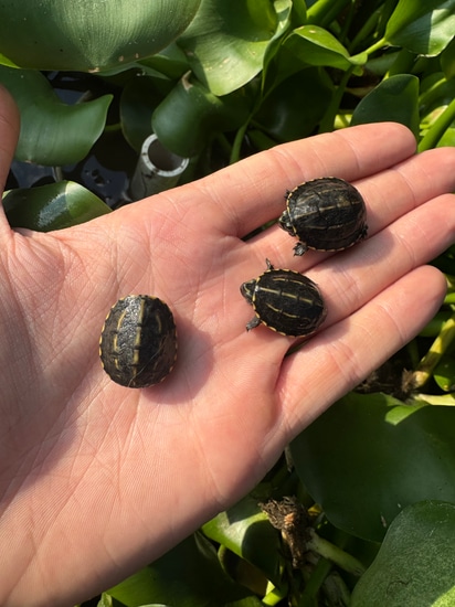 2024 Three Striped Mud Turtles $90 Mud & Musk Turtles by Dixon Exotics LLC