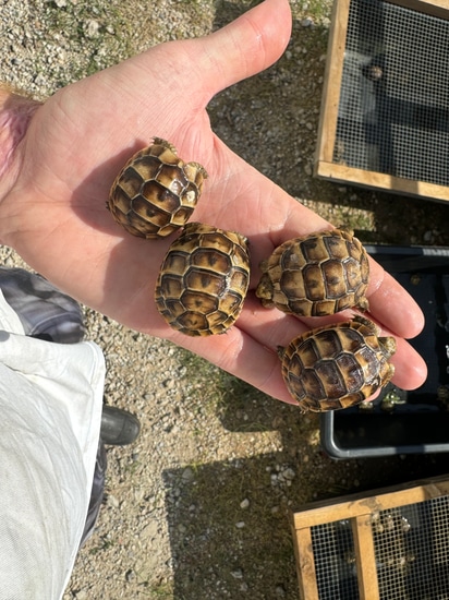 2025 Jordanian Greek Greek Tortoise by Dixon Exotics LLC