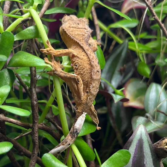 Laurie, Hatchling Dalmatian, Reverse Pinstripe, 11/9/24 Crested Gecko ...