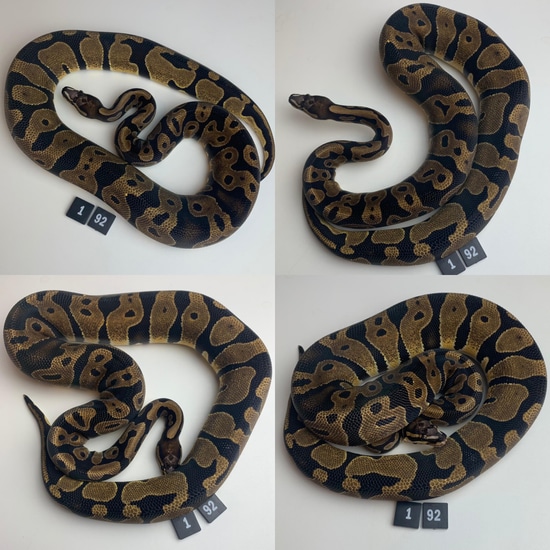 Microscale Ball Python by D & Jo's Ball Pythons