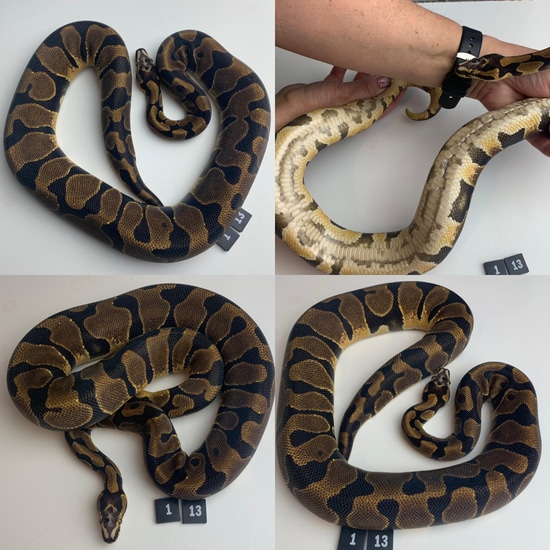 Zip Belly Microscale Ball Python by D & Jo's Ball Pythons