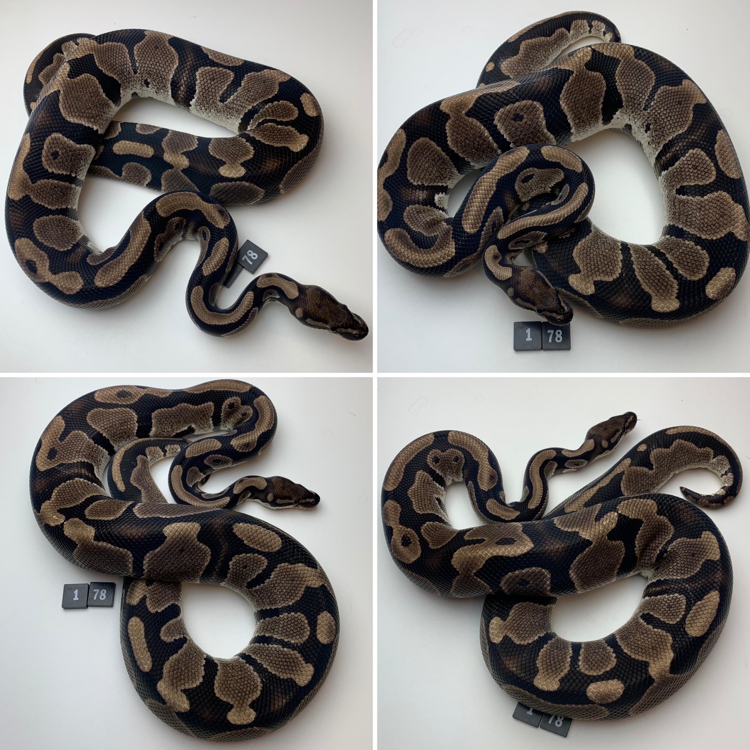 MJ Axanthic 100% Het Pied Ball Python by D & Jo's Pythons - MorphMarket