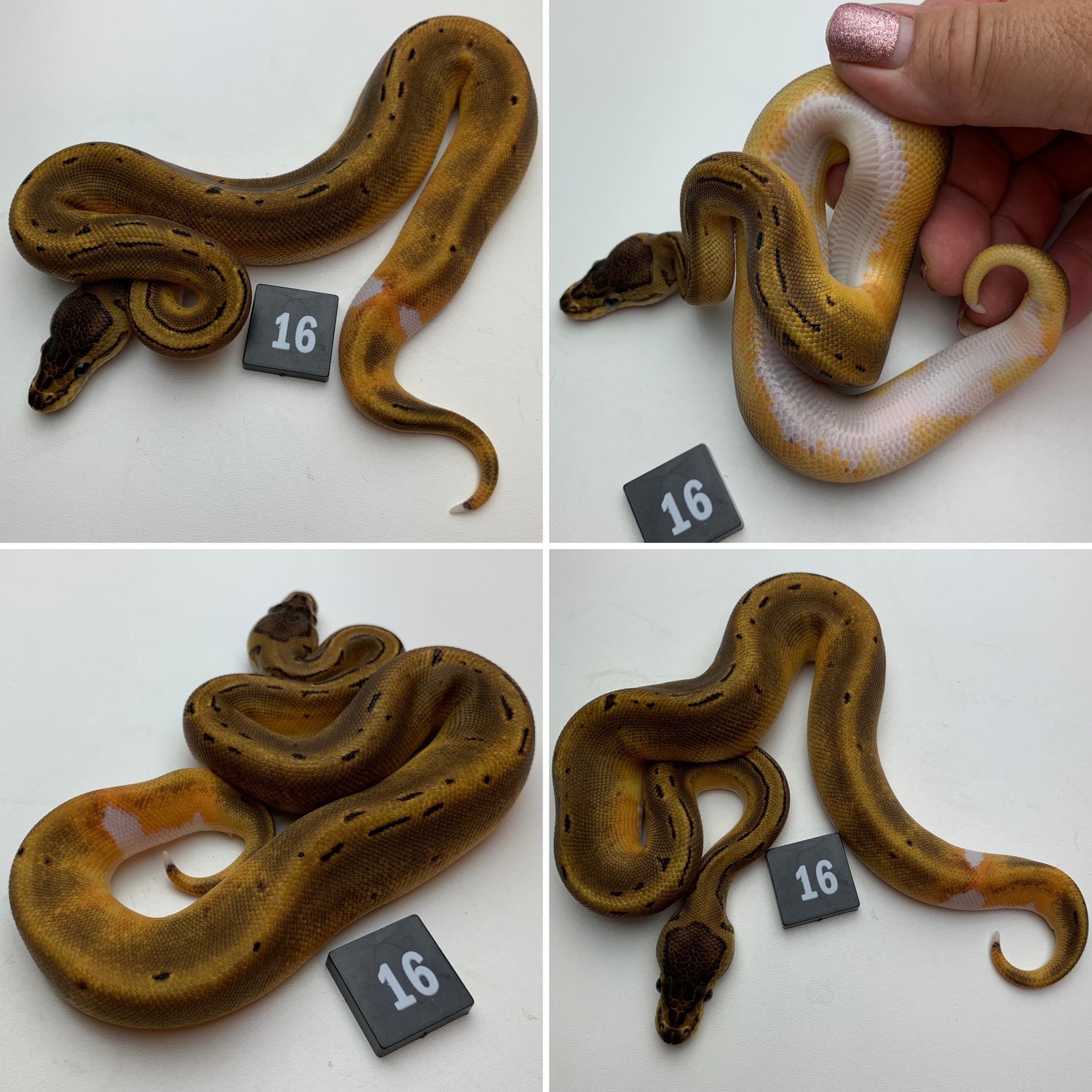 Low White Lemon Blast Pied Ball Python by D & Jo's Pythons - MorphMarket