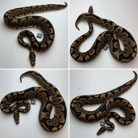 Microscale Ball Python by D & Jo's Ball Pythons