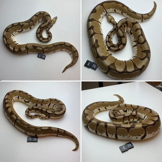 Microscale Bumblebee Ball Python by D & Jo's Ball Pythons