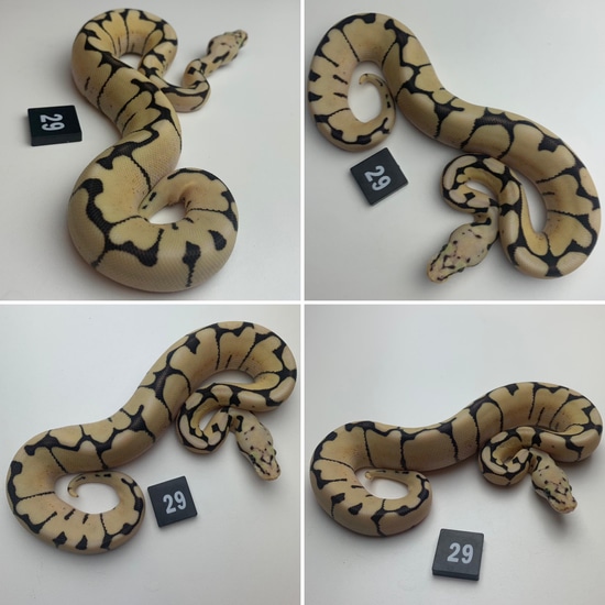 Bumblebee Desert Ghost Ball Python by D & Jo's Ball Pythons