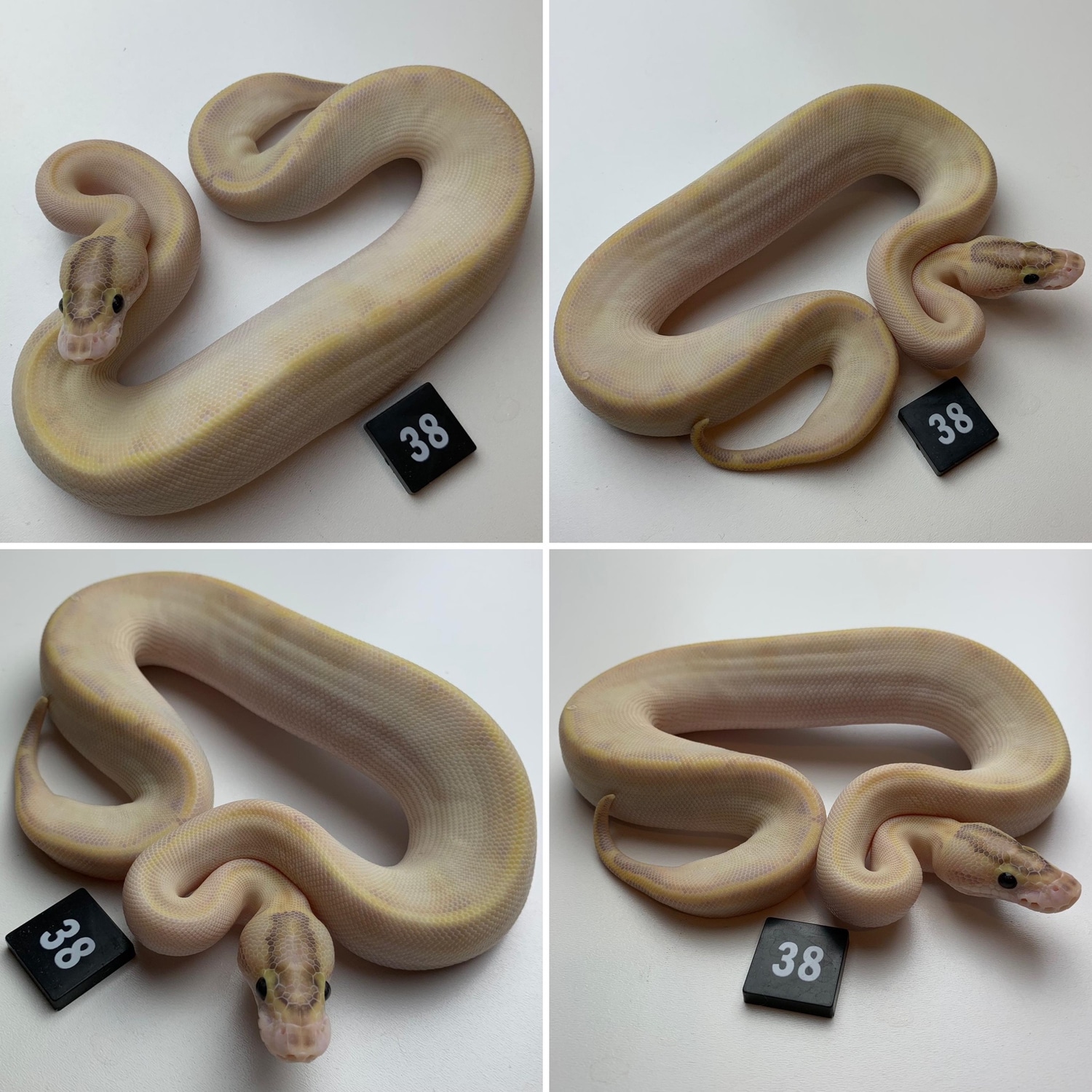 Enchi Ivory Pos Het Ghost Ball Python by D & Jo's Ball Pythons ...