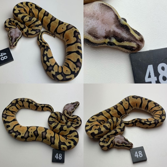 Super Pastel Microscale Ball Python by D & Jo's Ball Pythons