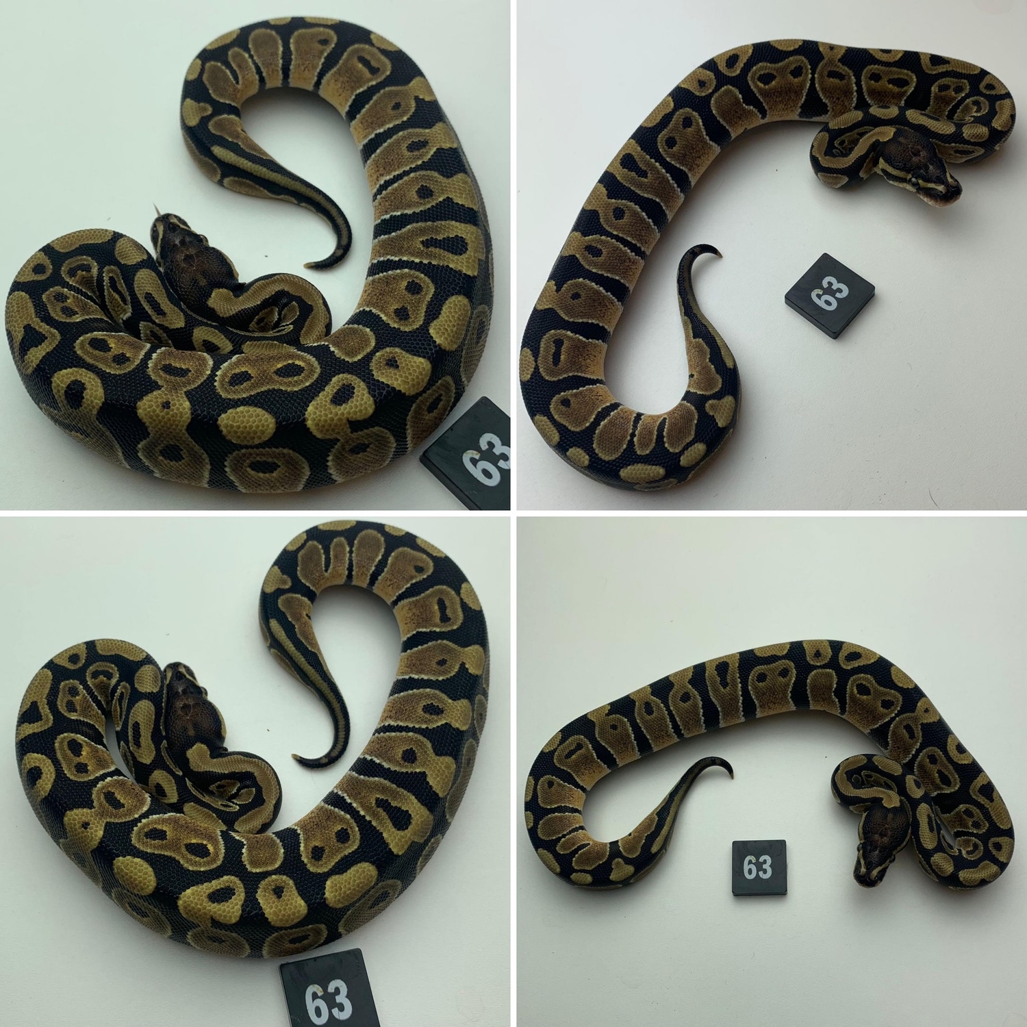 Microscale Pos Het Candy Ball Python by D & Jo's Ball Pythons - MorphMarket