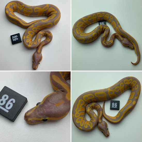 Coral Glow (Female Maker) Leopard Microscale Pos Het Candy POS Het Pied ...