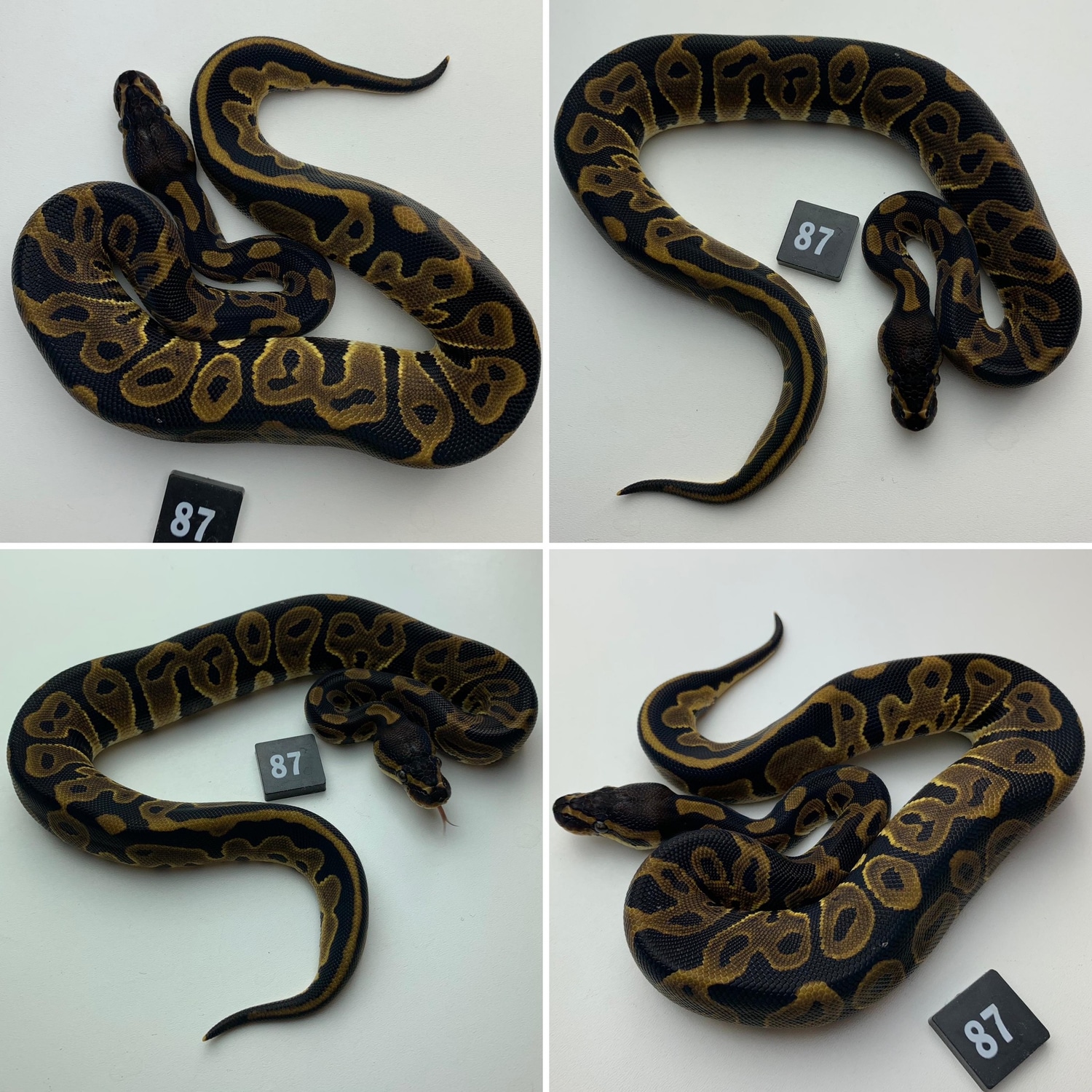 Leopard Pos Het Candy POS Het Pied Ball Python by D & Jo's Ball Pythons ...