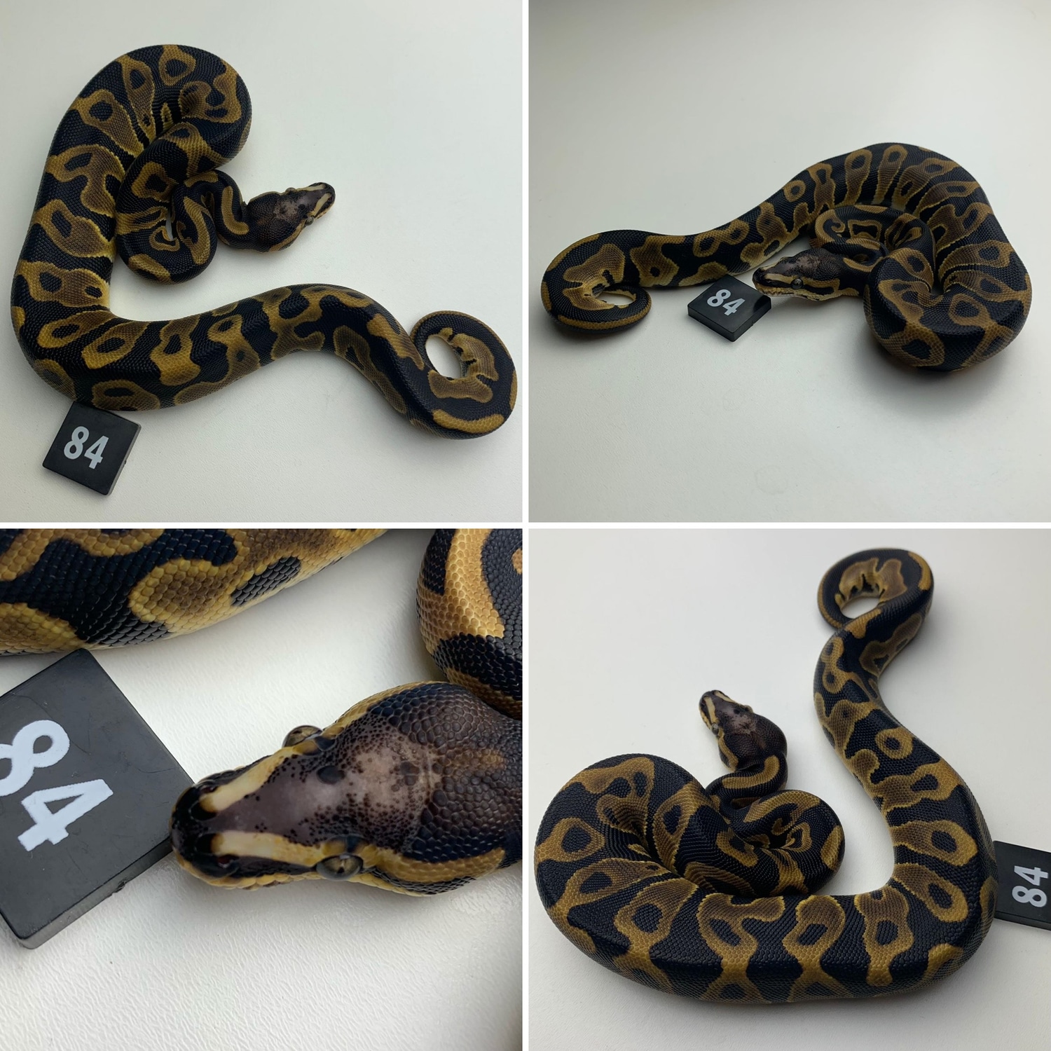 Leopard Microscale Pos Het Candy Pos Het Pied Ball Python by D & Jo's ...