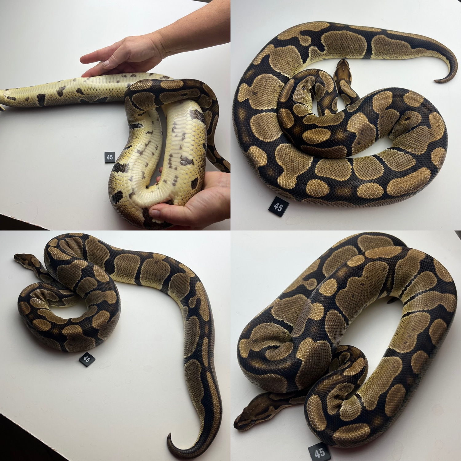 Volta Region Dinker Ball Python by D & Jo's Ball Pythons - MorphMarket