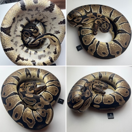 WC Volta Region Ball Python by D & Jo's Ball Pythons