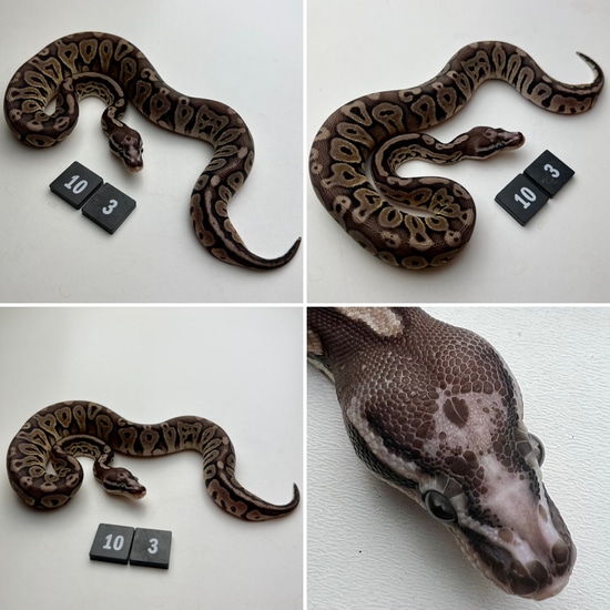 Microscale Black Pewter Ball Python by D & Jo's Ball Pythons