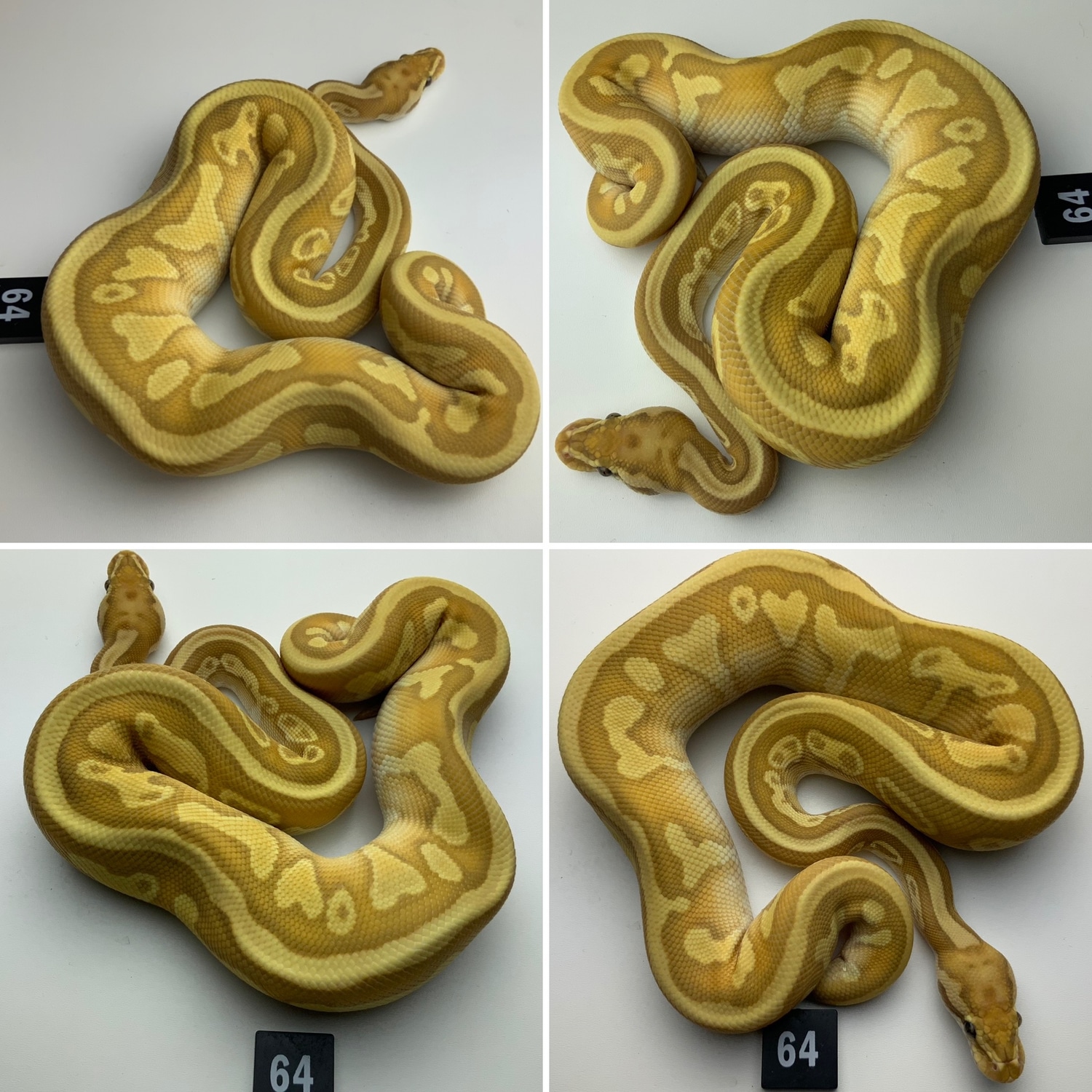 Banana Butter Leopard 100% Het Clown Ball Python by D & Jo's Pythons ...