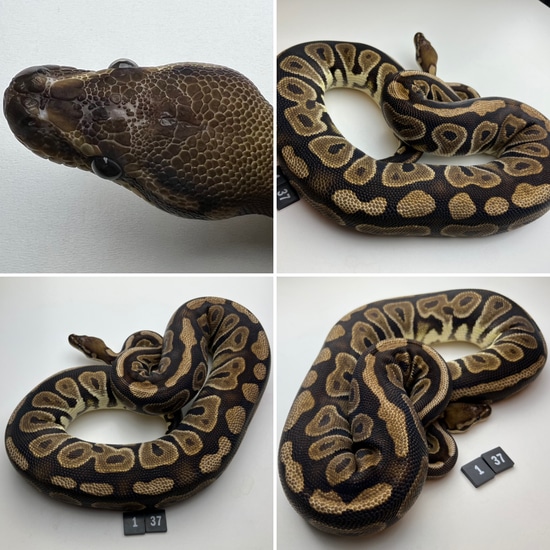 Adult Female Black Pastel Microscale Ball Python by D & Jo's Ball Pythons