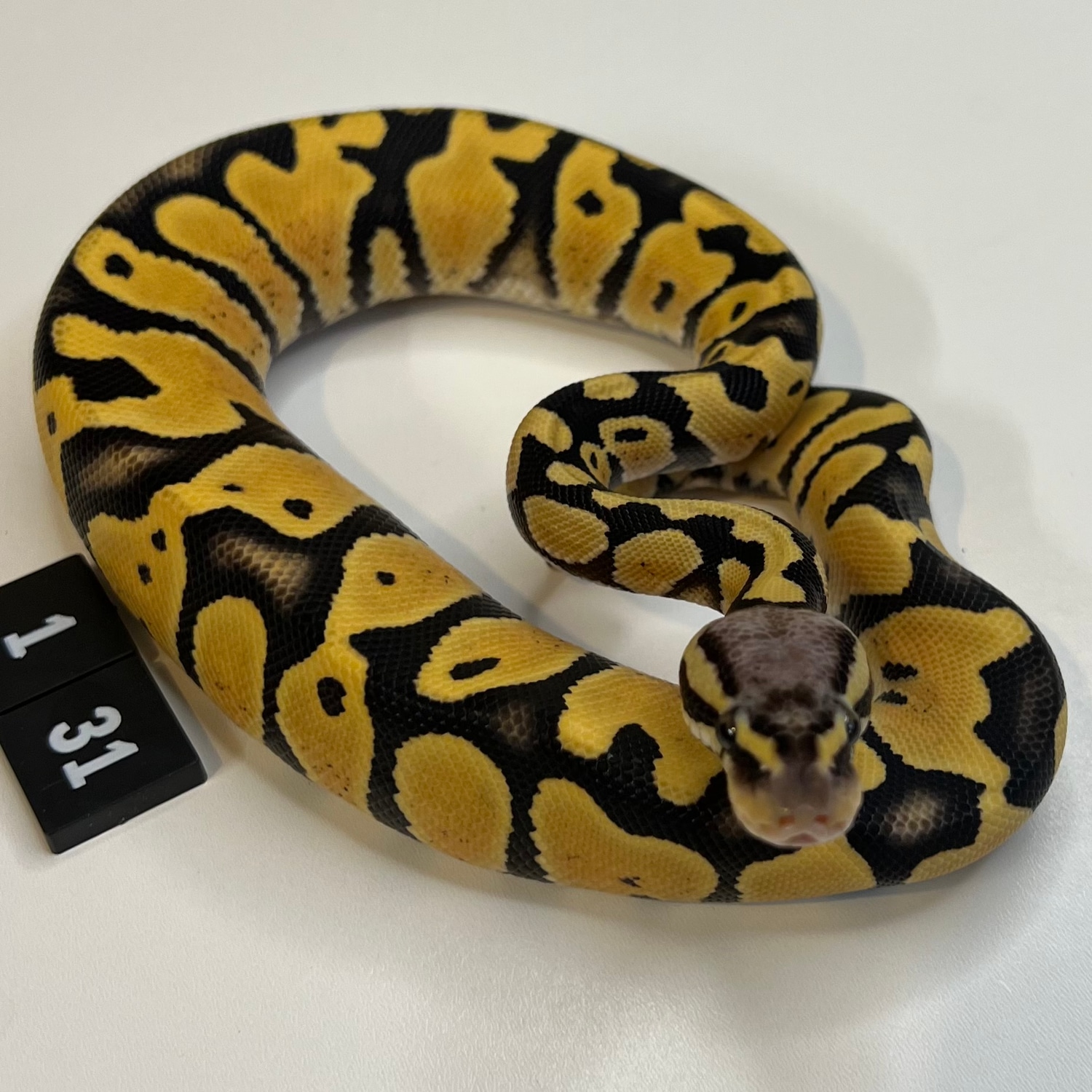 Pastel Desert Ghost Ball Python by D & Jo's Pythons - MorphMarket