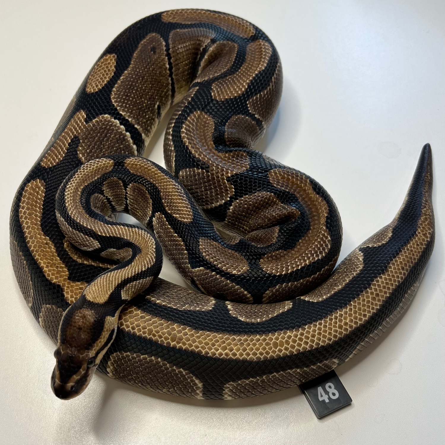 Proven Volta Ball Python by D & Jo's Pythons - MorphMarket