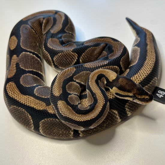Proven Volta Ball Python by D & Jo's Ball Pythons