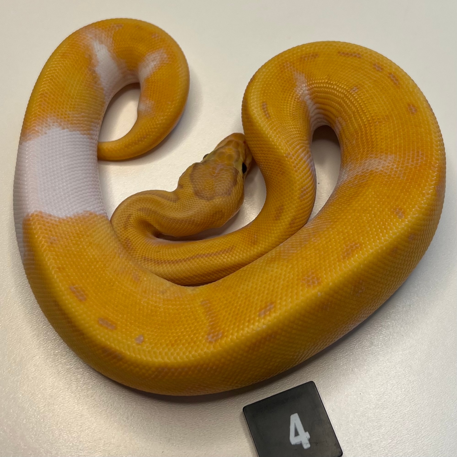 Female Coral Glow Pin Pied Ball Python by D & Jo's Pythons - MorphMarket