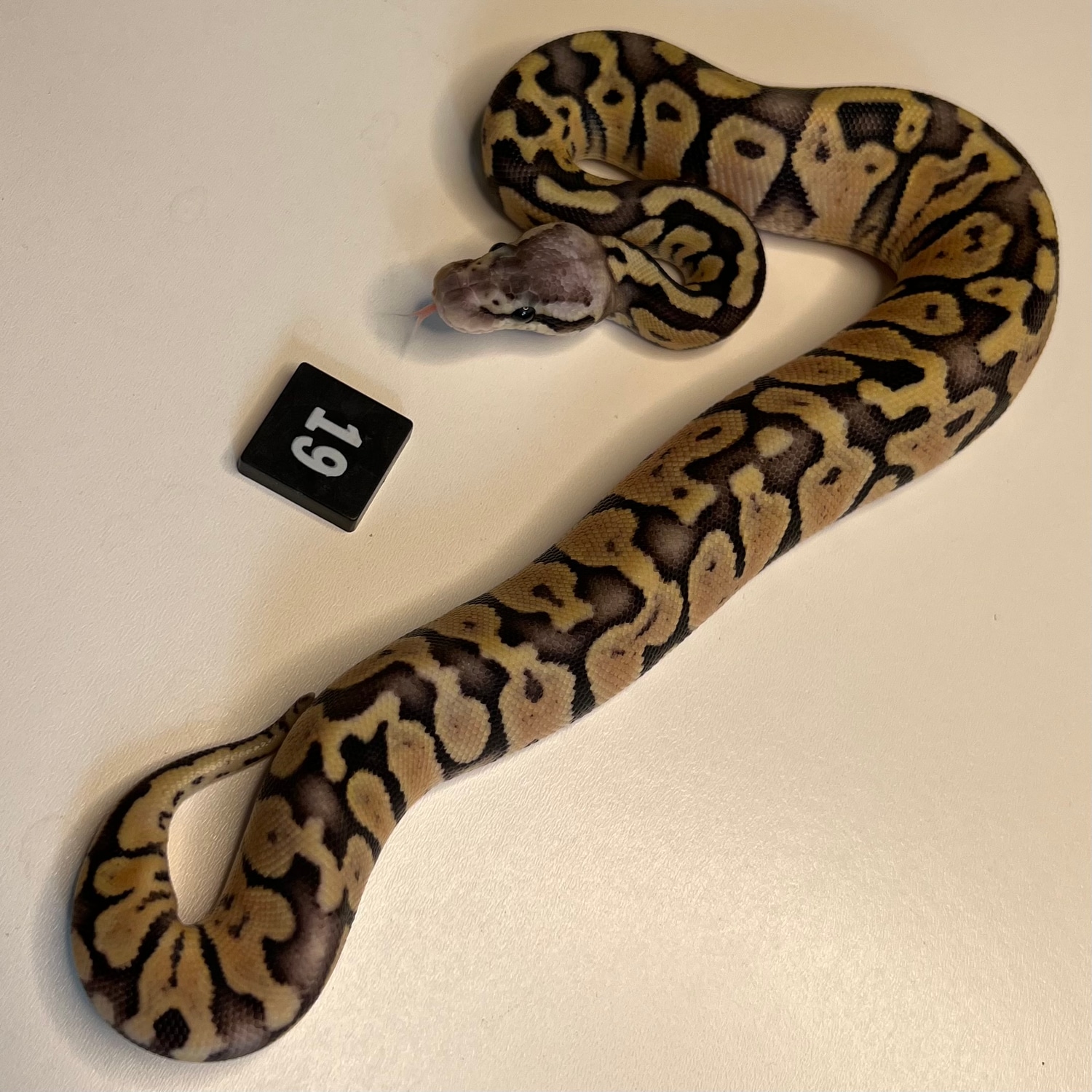 Super Pastel 100% Het Desert Ghost Ball Python by D & Jo's Ball Pythons ...