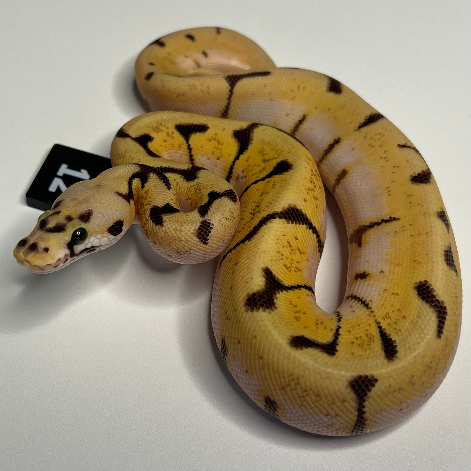 Orange Dream Enchi Spider Ball Python by D & Jo's Ball Pythons ...
