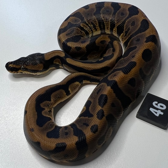 Dark Sultry Leopard 100% Het Candy Poss Het Pied Ball Python by D & Jo ...