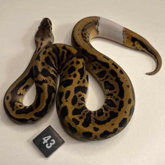 INCREDIBLE DINKER LEOPARD PASTEL RINGER 100% Het Candy Poss Het Pied ...