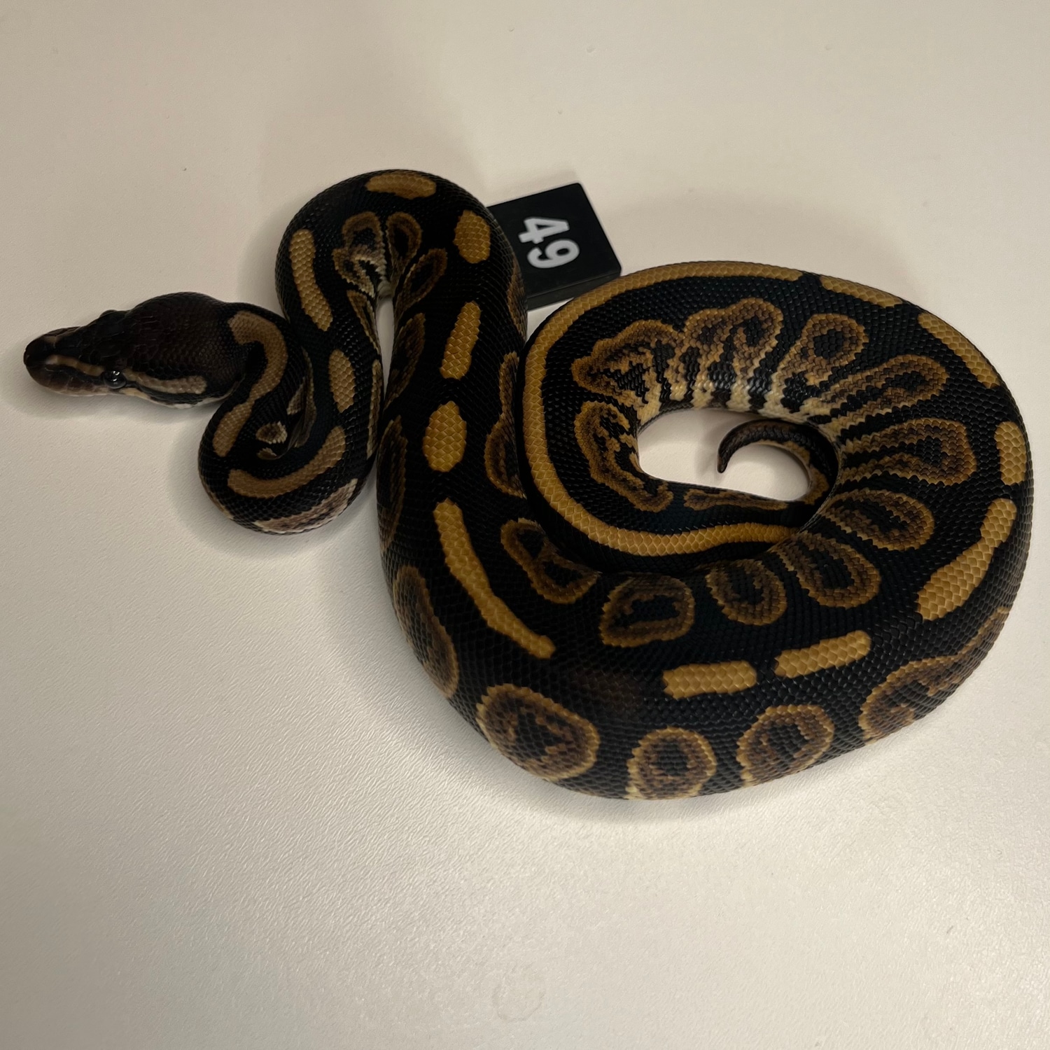 Black Pastel 100% Het Albino 66% Het Pied Ball Python by D & Jo's ...