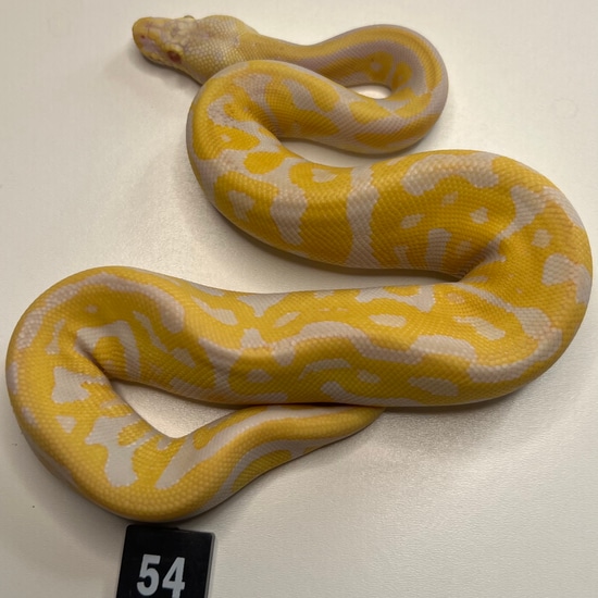 Stunning Leopard Candy Poss Het Pied Ball Python by D & Jo's Ball Pythons