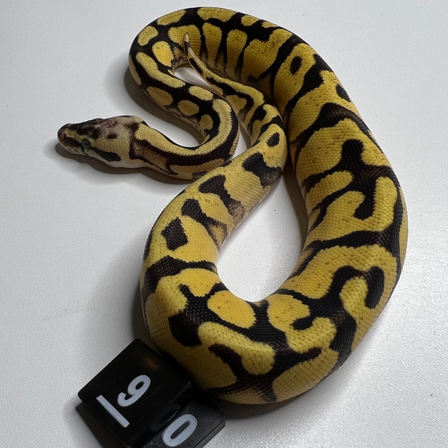 Incredible Quality Asphalt/yellowbelly Pastel Enchi Ball Python by D ...