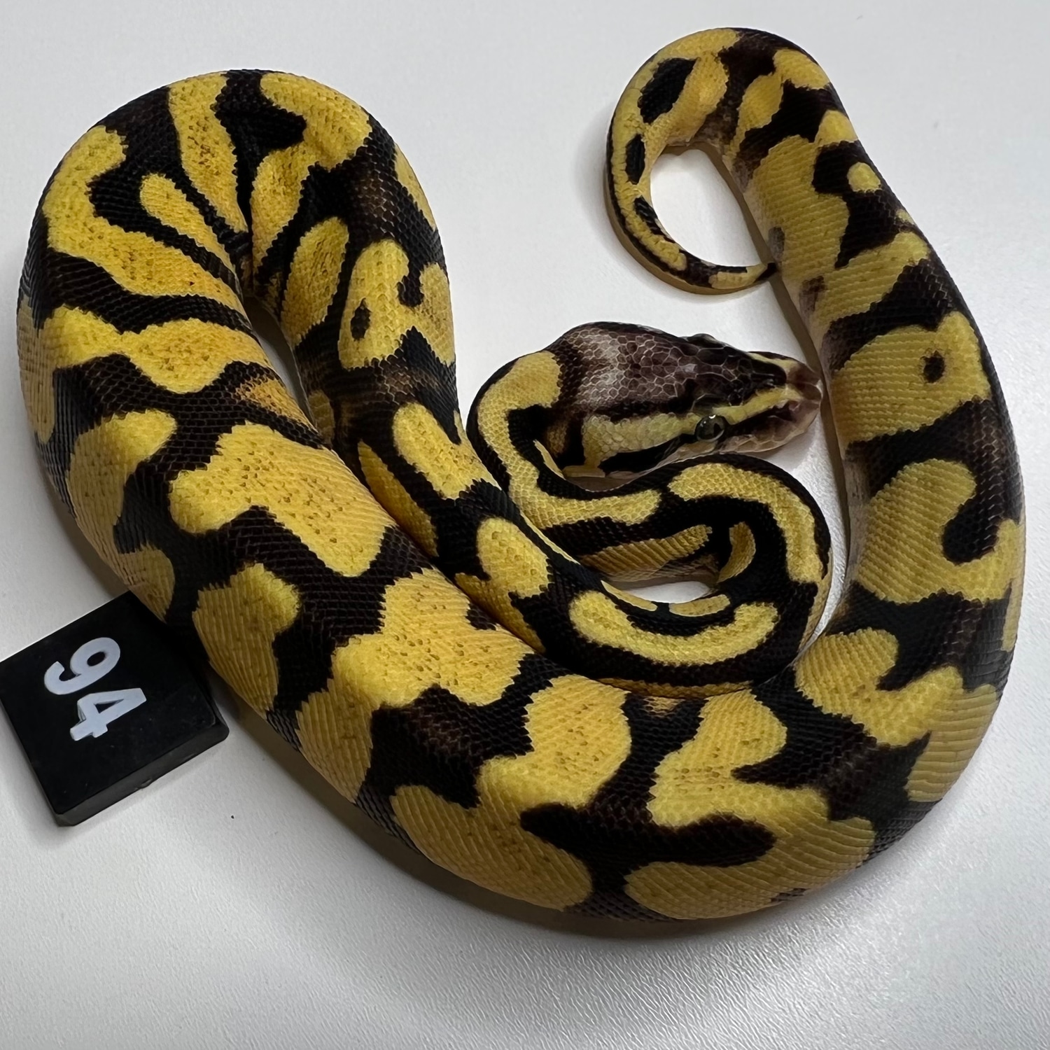 Incredible Quality Asphalt/yellowbelly Pastel Enchi Ball Python by D ...