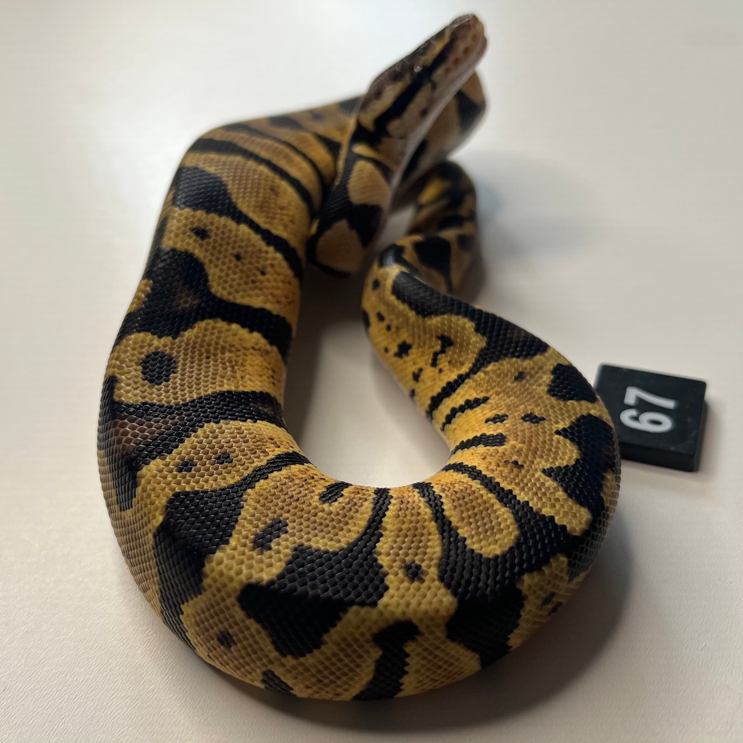 Pastel 100% Het Desert Ghost Ball Python by D & Jo's Ball Pythons ...