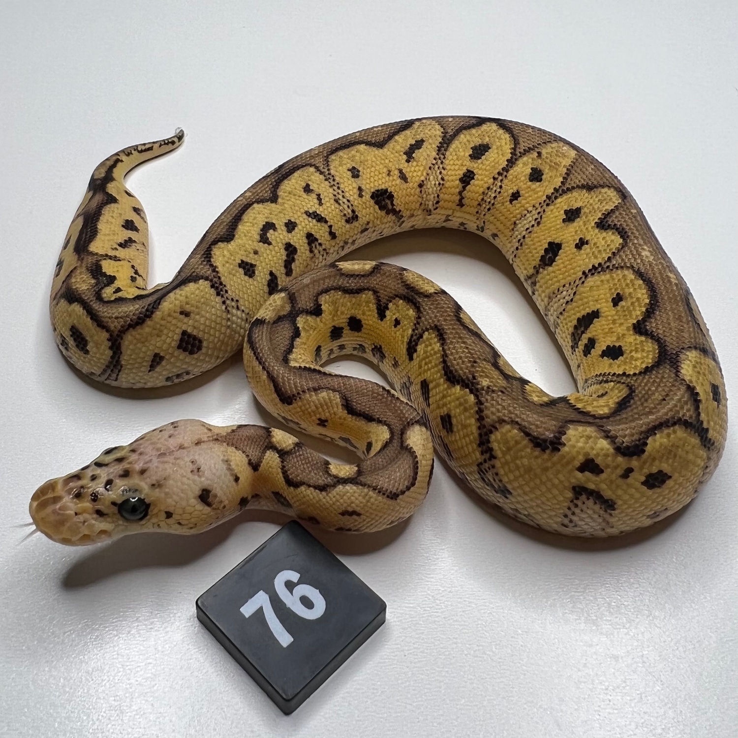 Incredible Pastel Clown Ball Python by D & Jo's Pythons - MorphMarket