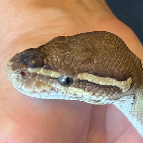 Fantastic Proven Breeder Black Head Butter Ball Python by D & Jo's Ball Pythons