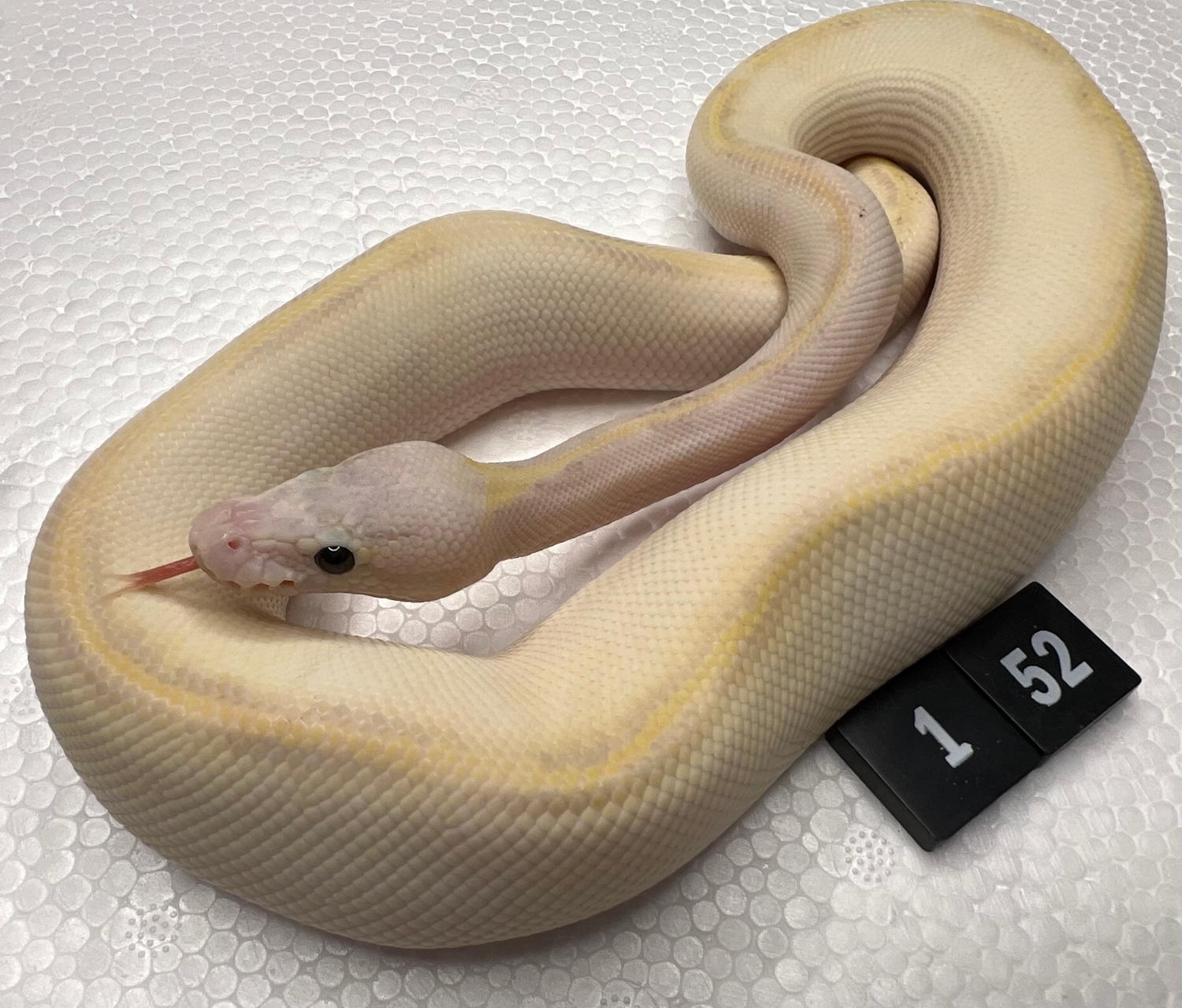 Stunning Ivory 🤩 Ball Python by D & Jo's Pythons - MorphMarket