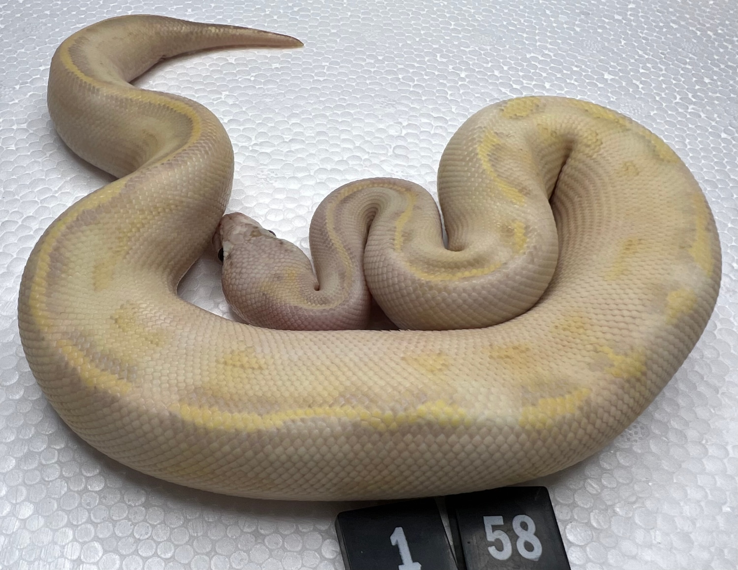PASTEL IVORY (At Least) Ball Python by D & Jo's Ball Pythons - MorphMarket