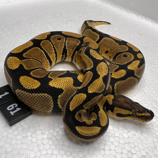 Classic 100% Het Clown Ball Python by D & Jo's Ball Pythons