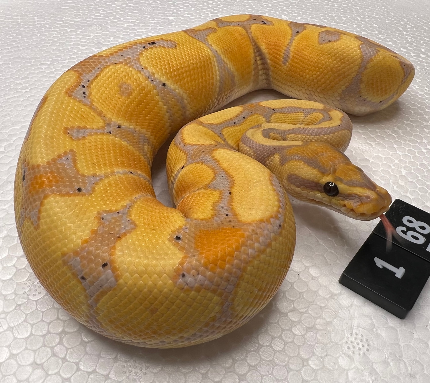 🤩stunning Banana 100%het Clown🤩 Ball Python by D & Jo's Pythons ...