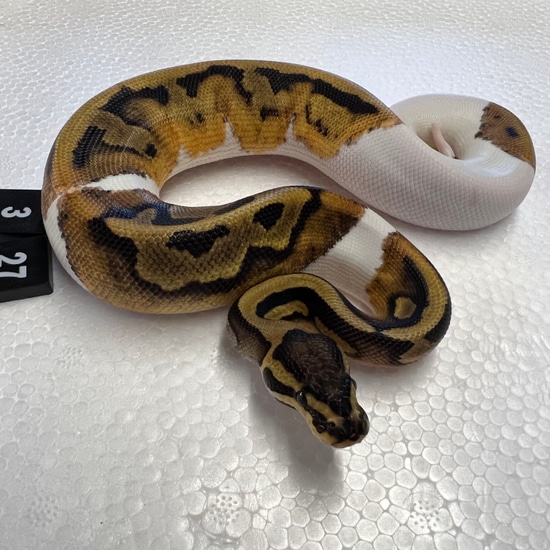 Pied Het Mj Axanthic Ball Python by D & Jo's Ball Pythons