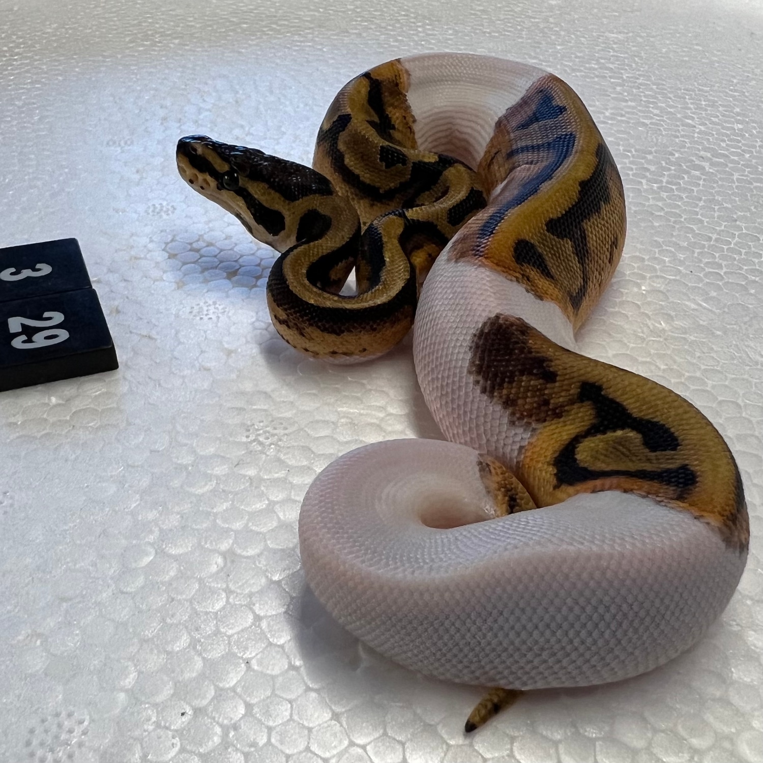 Pied Het Mj Axanthic Ball Python by D & Jo's Pythons - MorphMarket