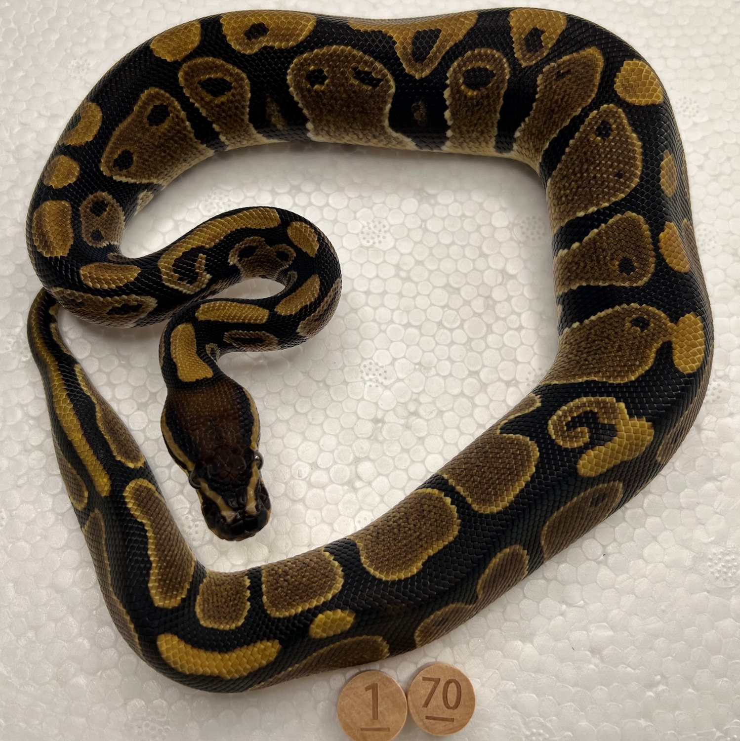 Classic 100% Het Pied Dbl Poss Het Hypo/candy Ball Python by D & Jo's ...